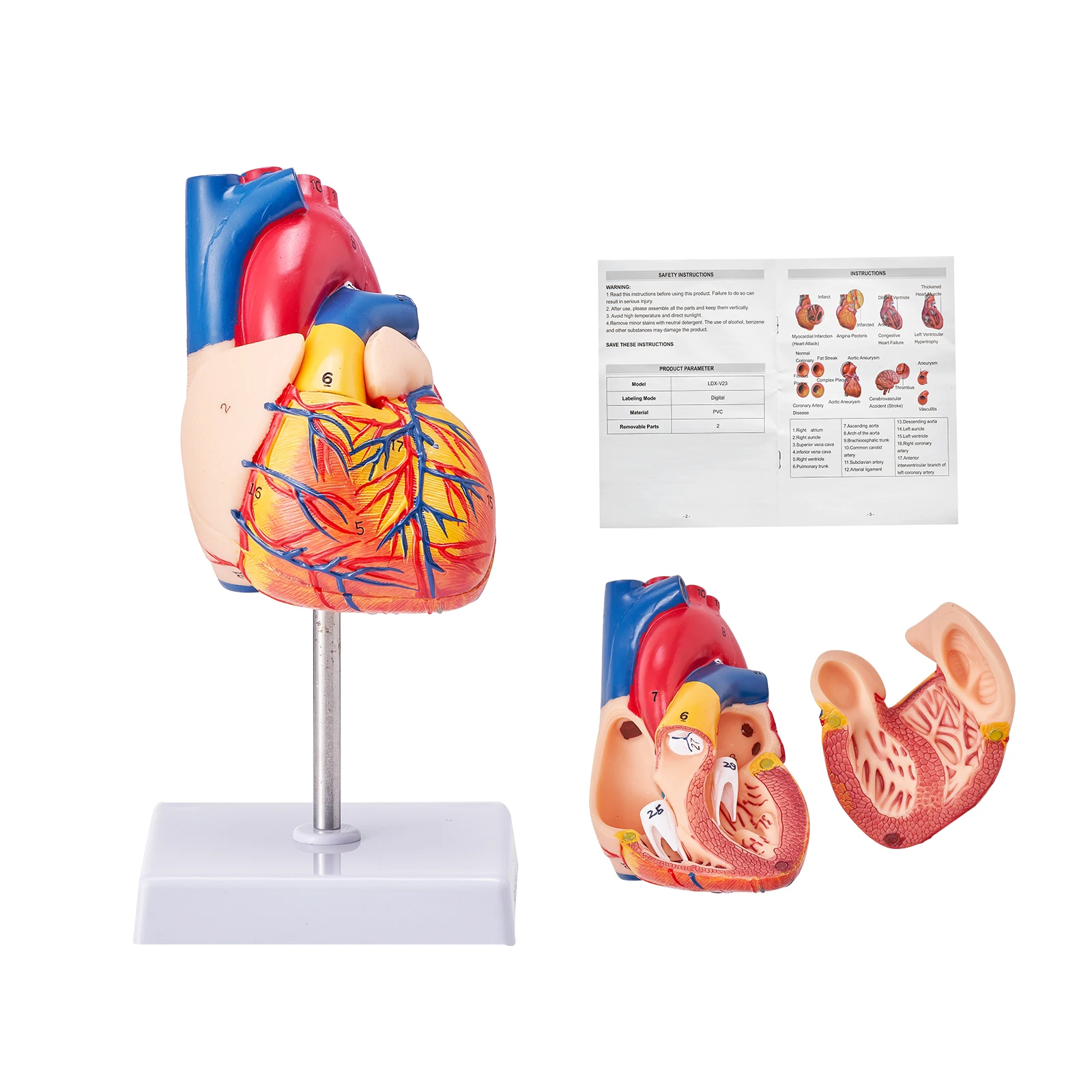 VEVOR-Human-Heart-Model-2-Part-1-1-Life-Size-Numbered-Model-with ...