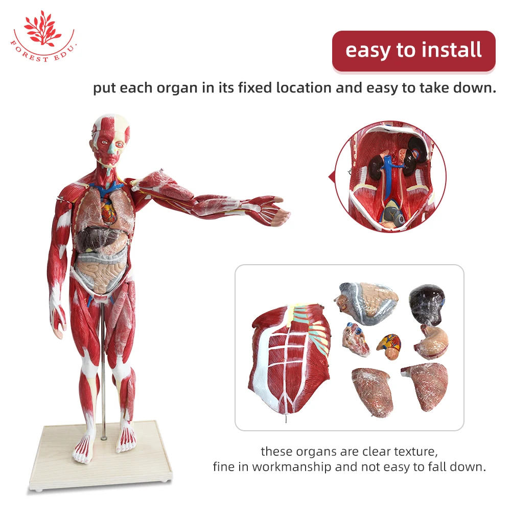 Human-Torso-Model-1-2-Life-Size-27-Parts-Anatomical-Muscular-Figure ...