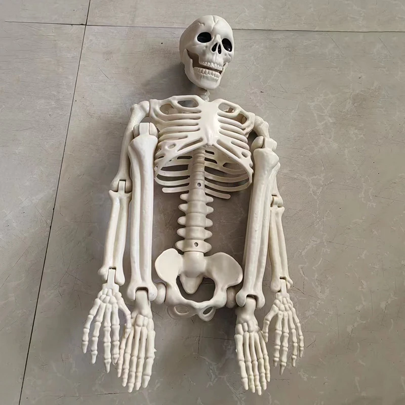 Movable Halloween Skeleton with Skull – Perfect Decoration for Party ...