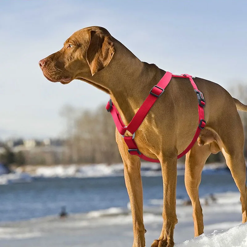 Leisure-H-shaped-Dog-Pectoral-Collar-Dog-Harnesses-for-Small-Dogs ...