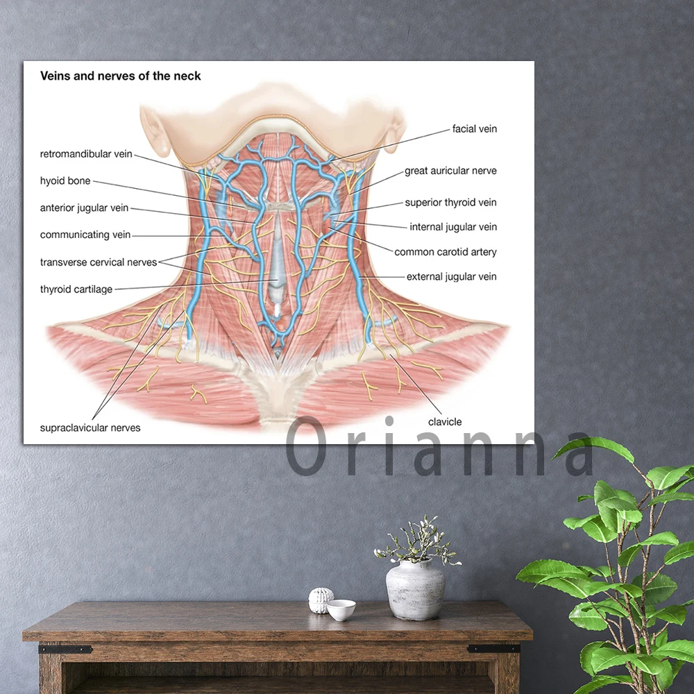 Netter Arteries In The Neck