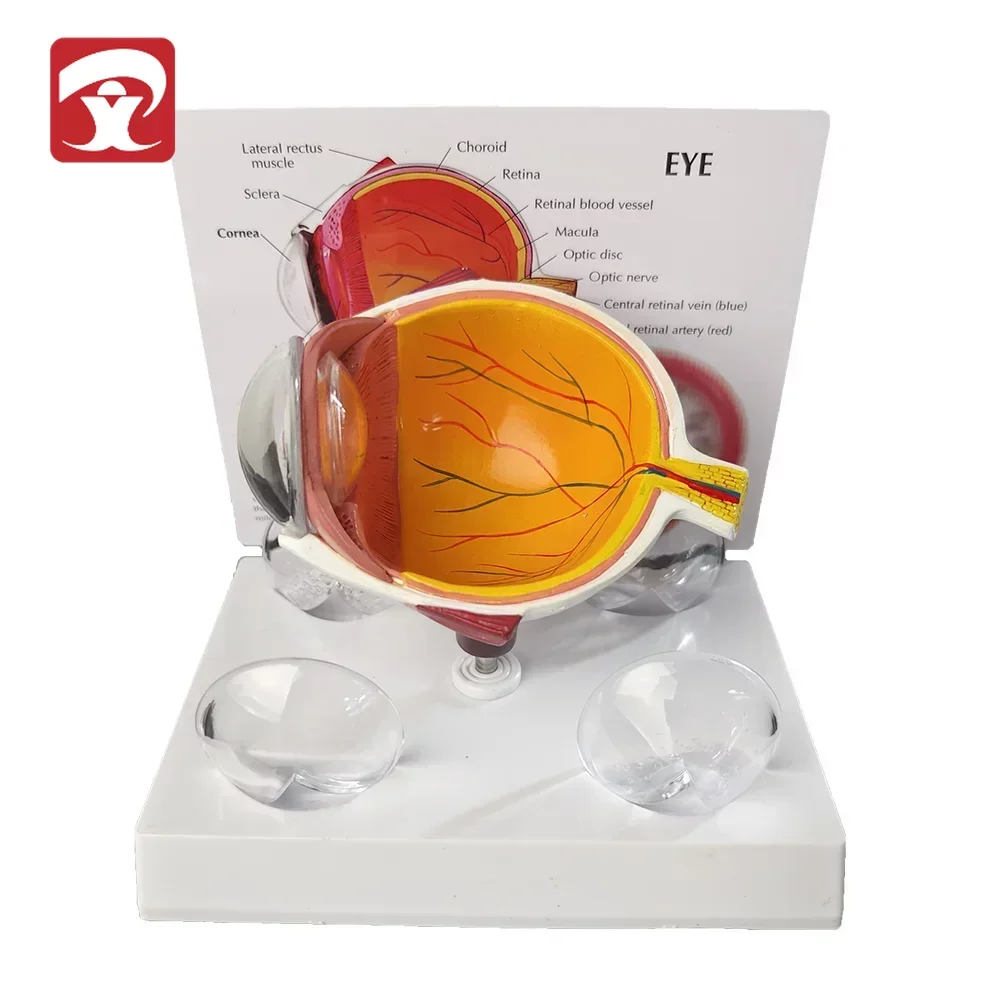 Cornea-Eyeball-Model-Human-Eye-Model-Human-Eye-Demonstration-Teaching ...