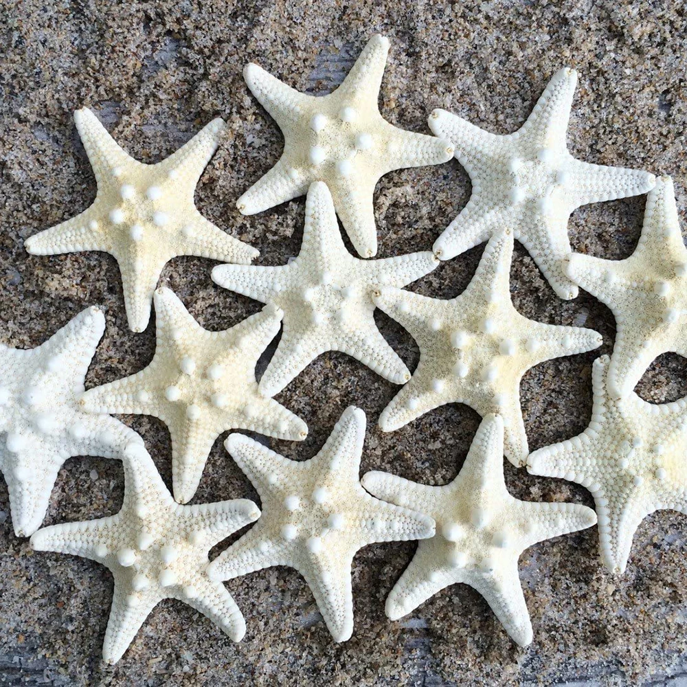 1Pcs-lots-crafts-white-bread-sea-shell-starfish-Wedding-Decoration ...