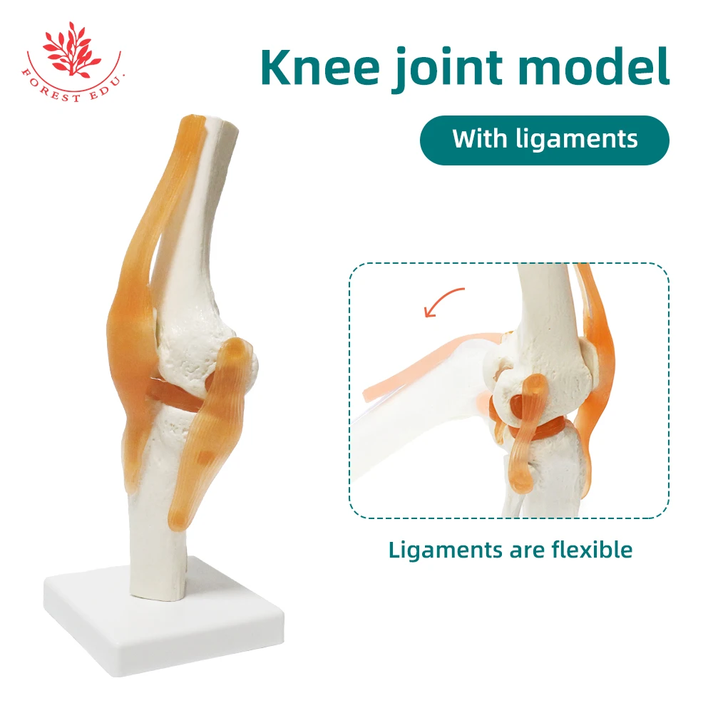 Knee-Model-Life-size-FRT029-Anatomical-With-Ligament-Medical-Supplies ...