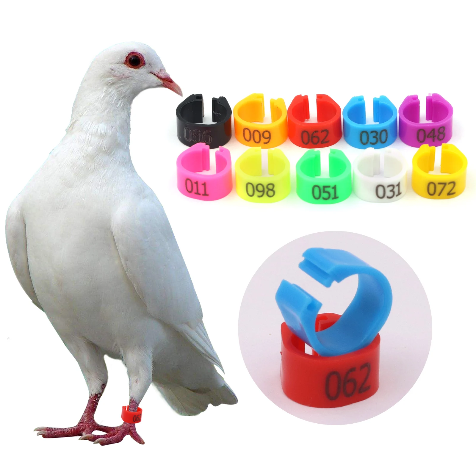 100-Pcs-10-Colors-Foot-Ring-with-Text-Bird-Parrot-Pigeon-Training-Tools ...