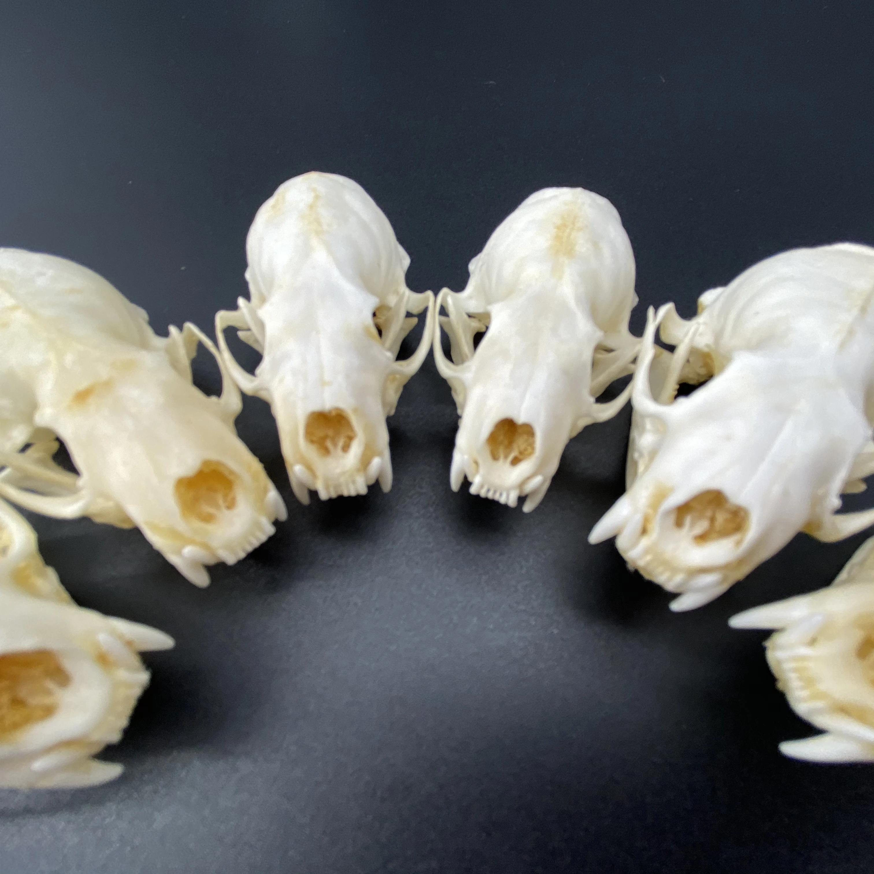 1-2-5-10-Pcs-Real-Mink-Skulls-Fine-Animal-Specimens-Gifts-Size-7CM.jpg