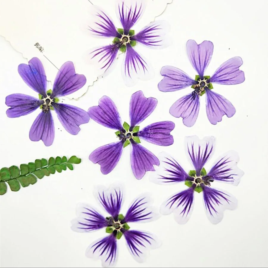 120pcs-Pressed-Dried-4-6cm-Malva-Sinensis-Cavan-Flower-Plant-Herbarium ...