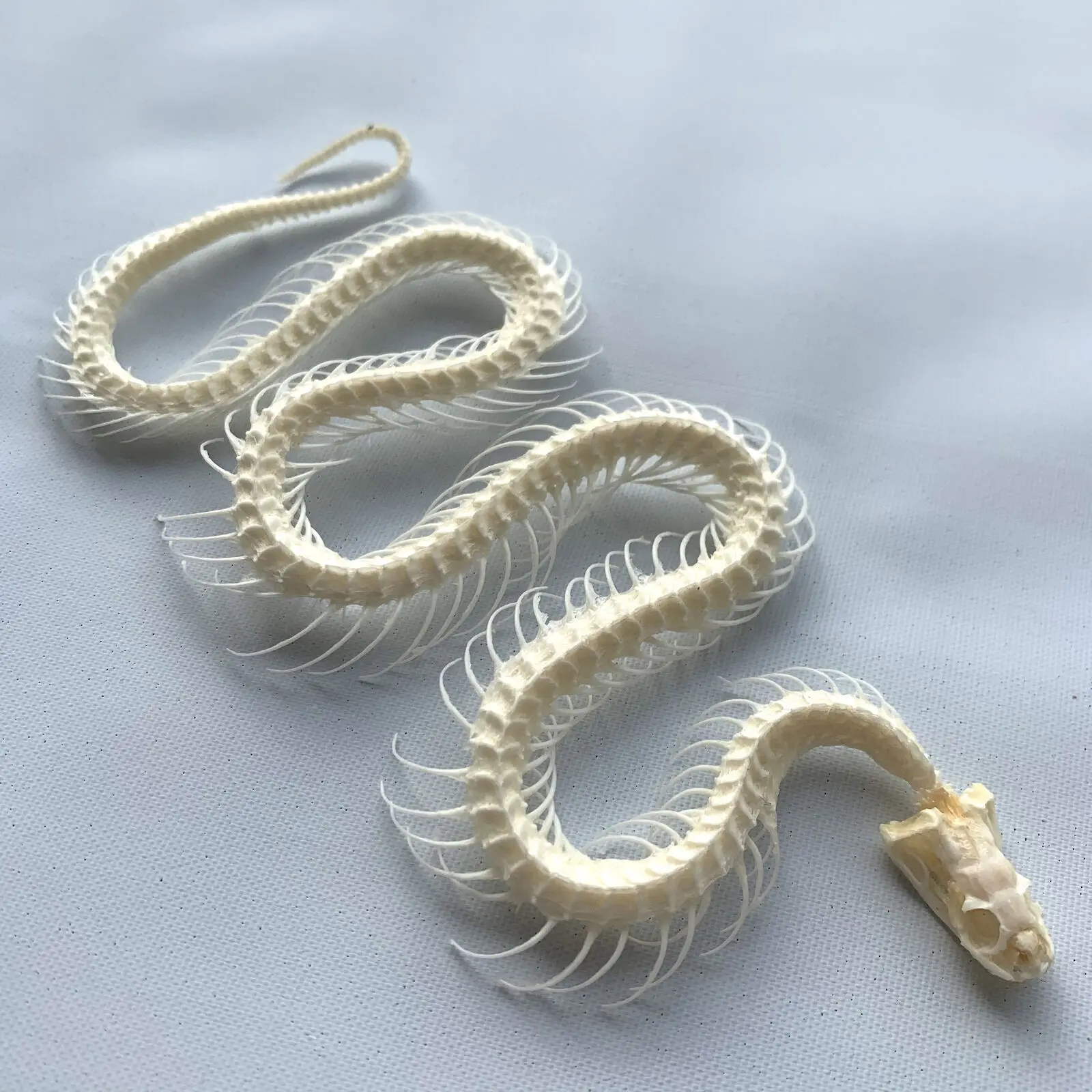 Taxidermy Real Bone Snake Bone, Home Decor, Specimen Collectibles 30cm ...