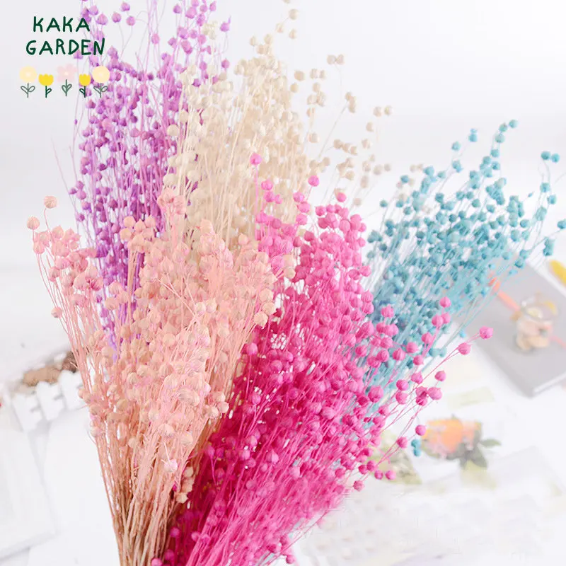 20g-Dried-Flowers-Rich-Bean-Acacia-Bean-for-Home-Decor-Natural-Indian ...