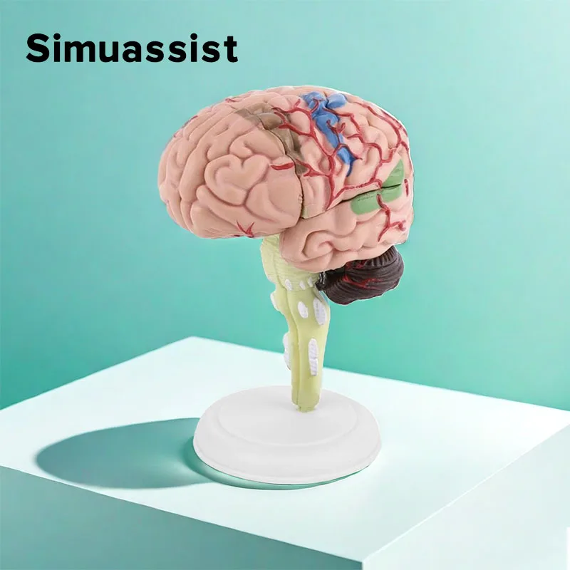 4D-Medical-Removable-Mini-Brain-Model-Assembled-Model-Structure-Of-The ...