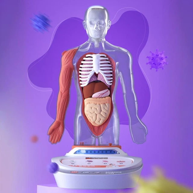 Biology Science Human Body