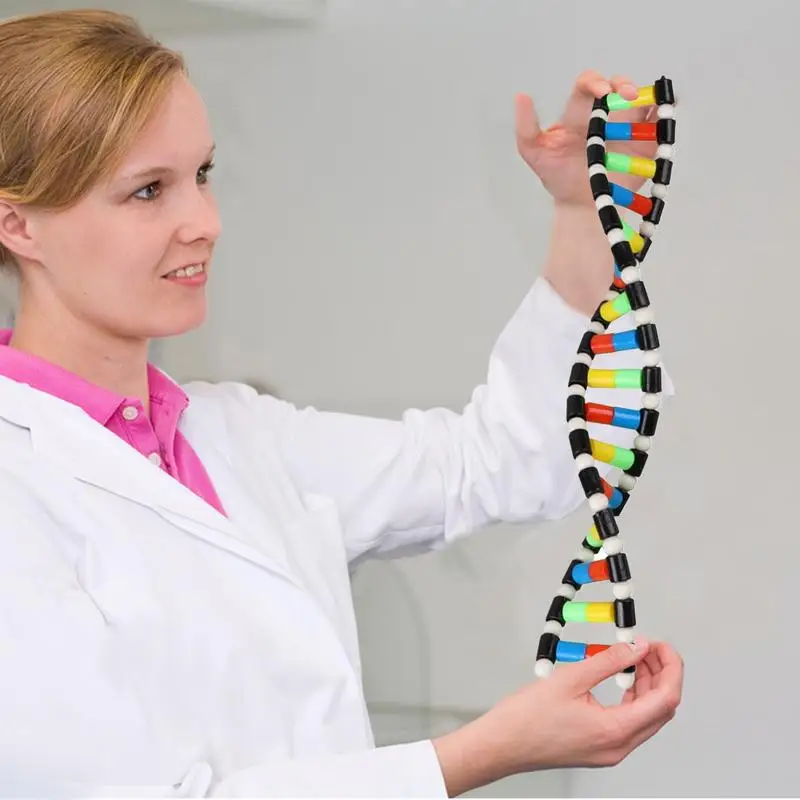 DNA-Model-Kit-Portable-Assembly-Double-Helix-Toys-Preschool-Science ...