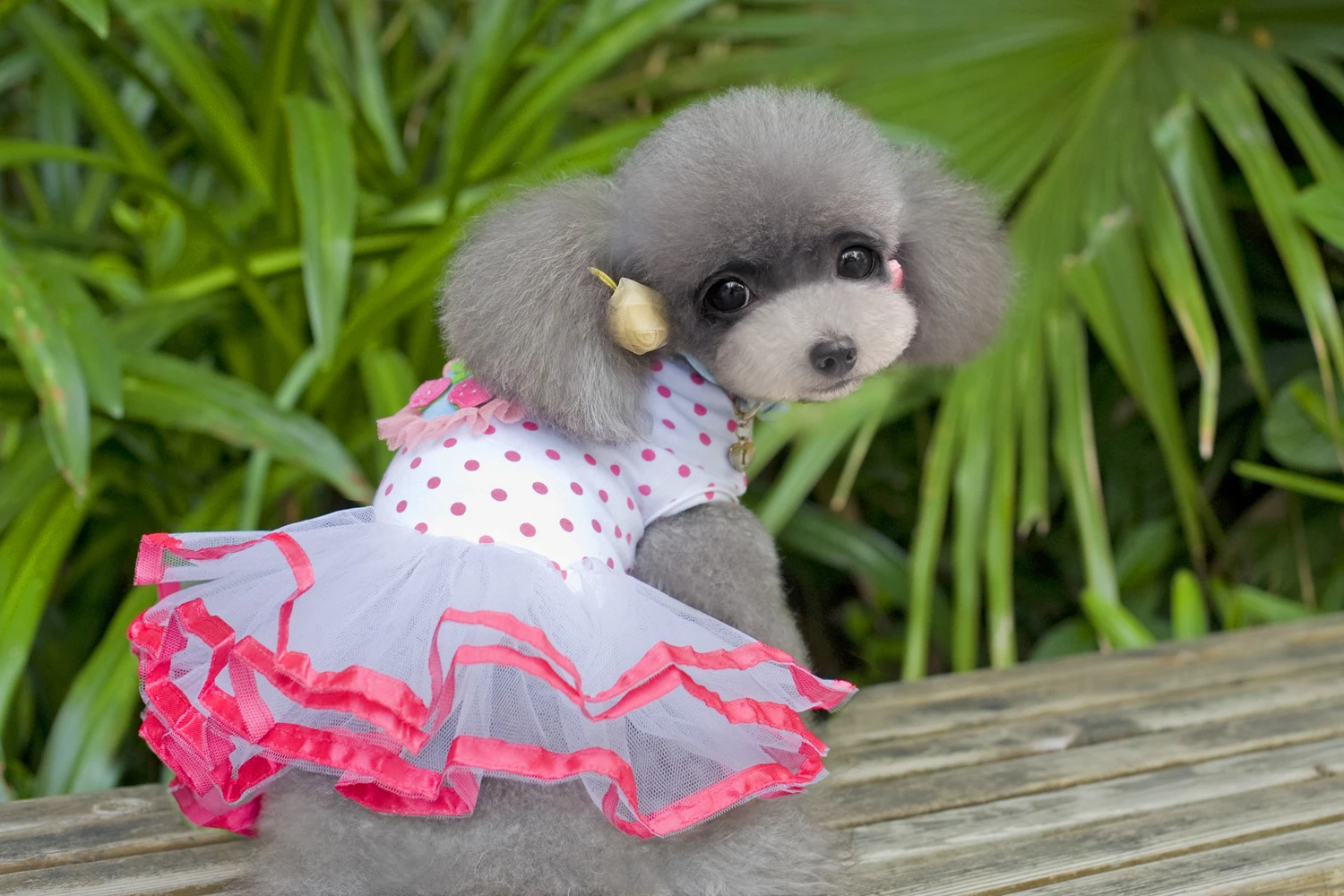 Vestidos-de-princesa-para-perros-Vestido-de-punto-de-cereza-para ...