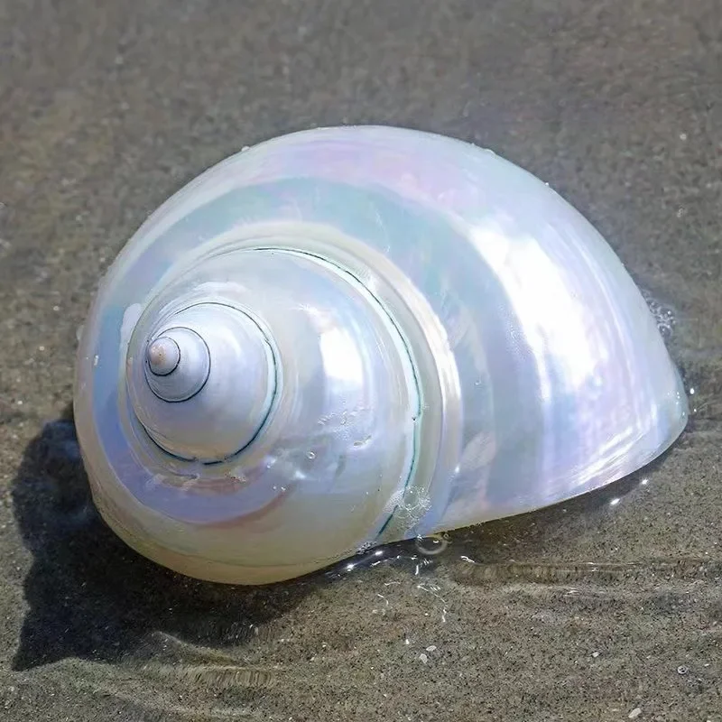 Polished-White-Jade-Turbo-Sea-Shell-Hermit-Crab-Replacement-Shell-beach ...