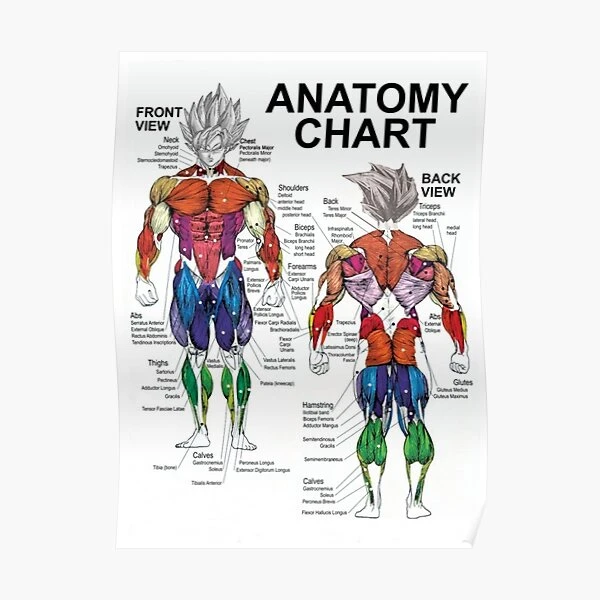 Dragon Muscle Anatomy