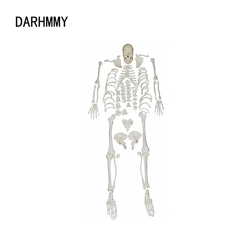 DARHMMY-PVC-Material-Human-Disarticulated-Skeleton-Model-Include-Skull ...