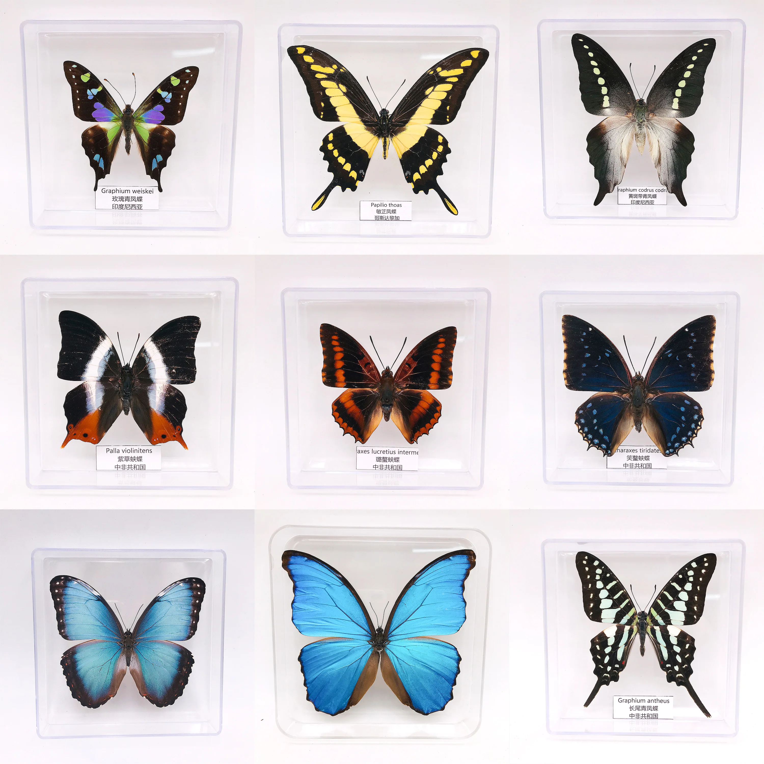 Real-Butterflies-Exquisite-Rare-Butterfly-Specimens-Transparent-Box ...