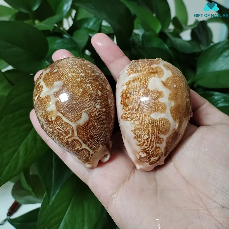 2-PC-Map-Cowrie-Seashells-Genuine-Polished-Mappa-Conch-Snail-Specimen ...