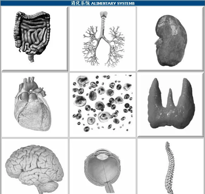Aura Chakras Meta Hunter 4025 and 18D NLS Non-Linear Metatron System ...