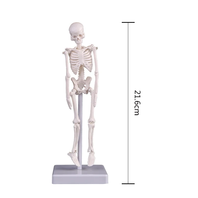 21-cm-Miniature-Human-Skeleton-Model-Whole-Body-Skeletal-Simulation ...