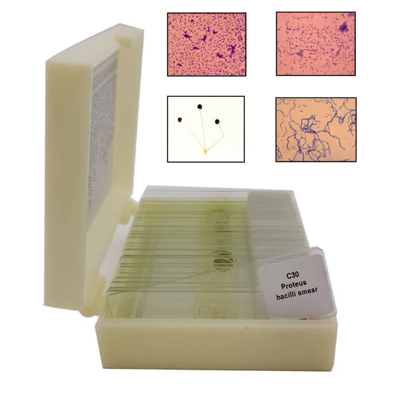Bacillus Bacteria Slide