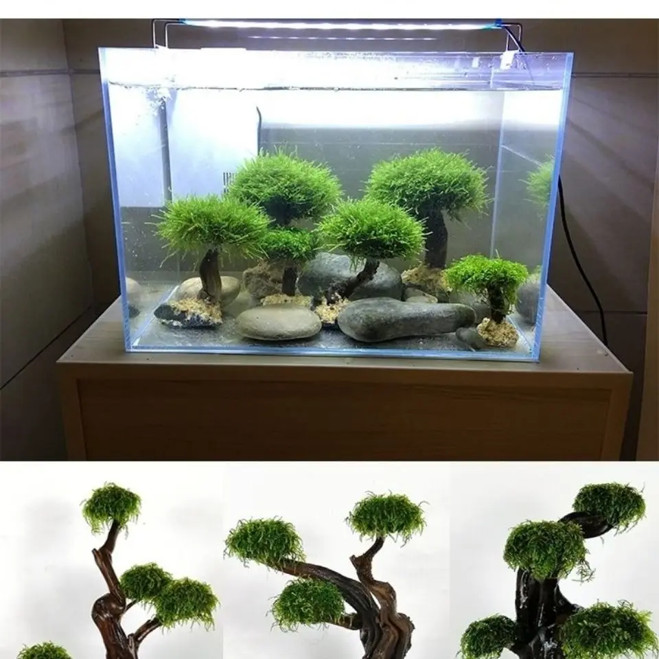 Marimo Aquascape