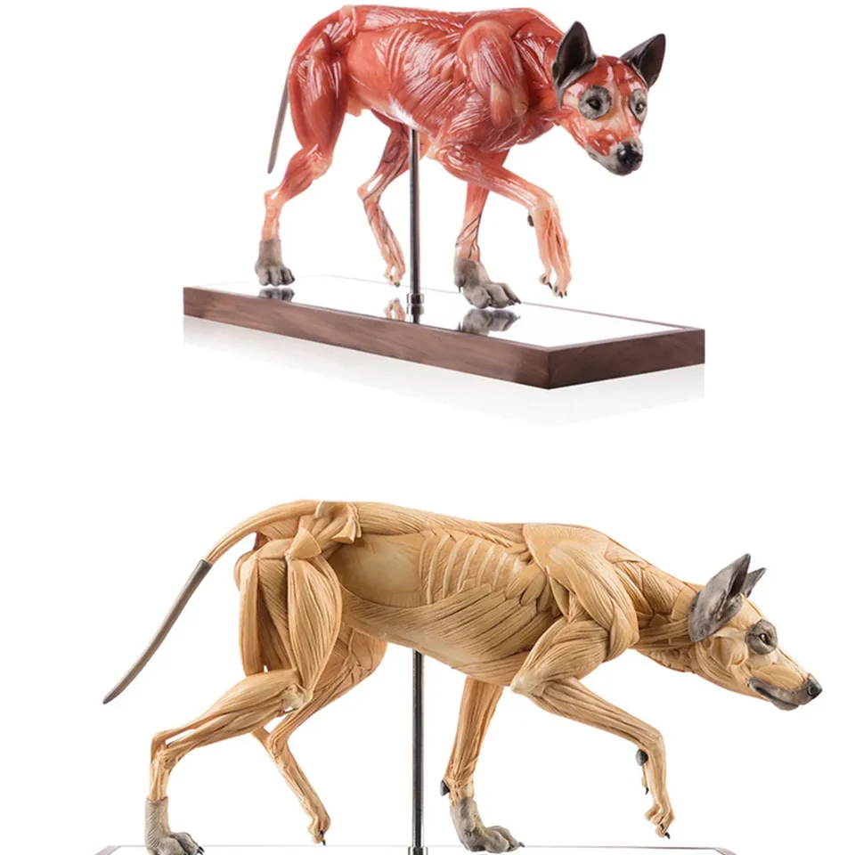 Wolf Muscle Anatomy 32 Gray Wolf Running High Res Illustrations