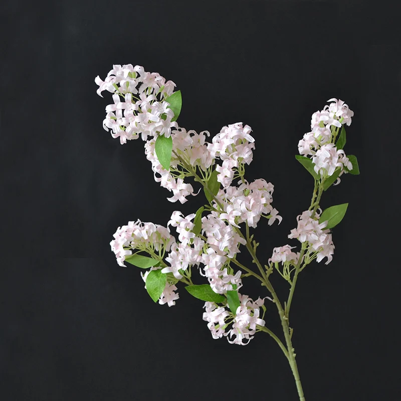 Mayflower Family Tree: A Beautiful Blend of Nature and Family Heritage