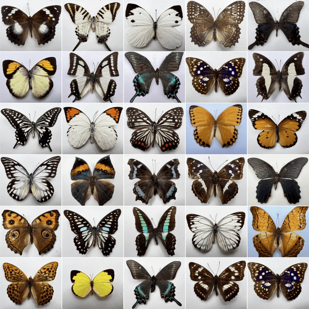 Scientific Butterfly Chart