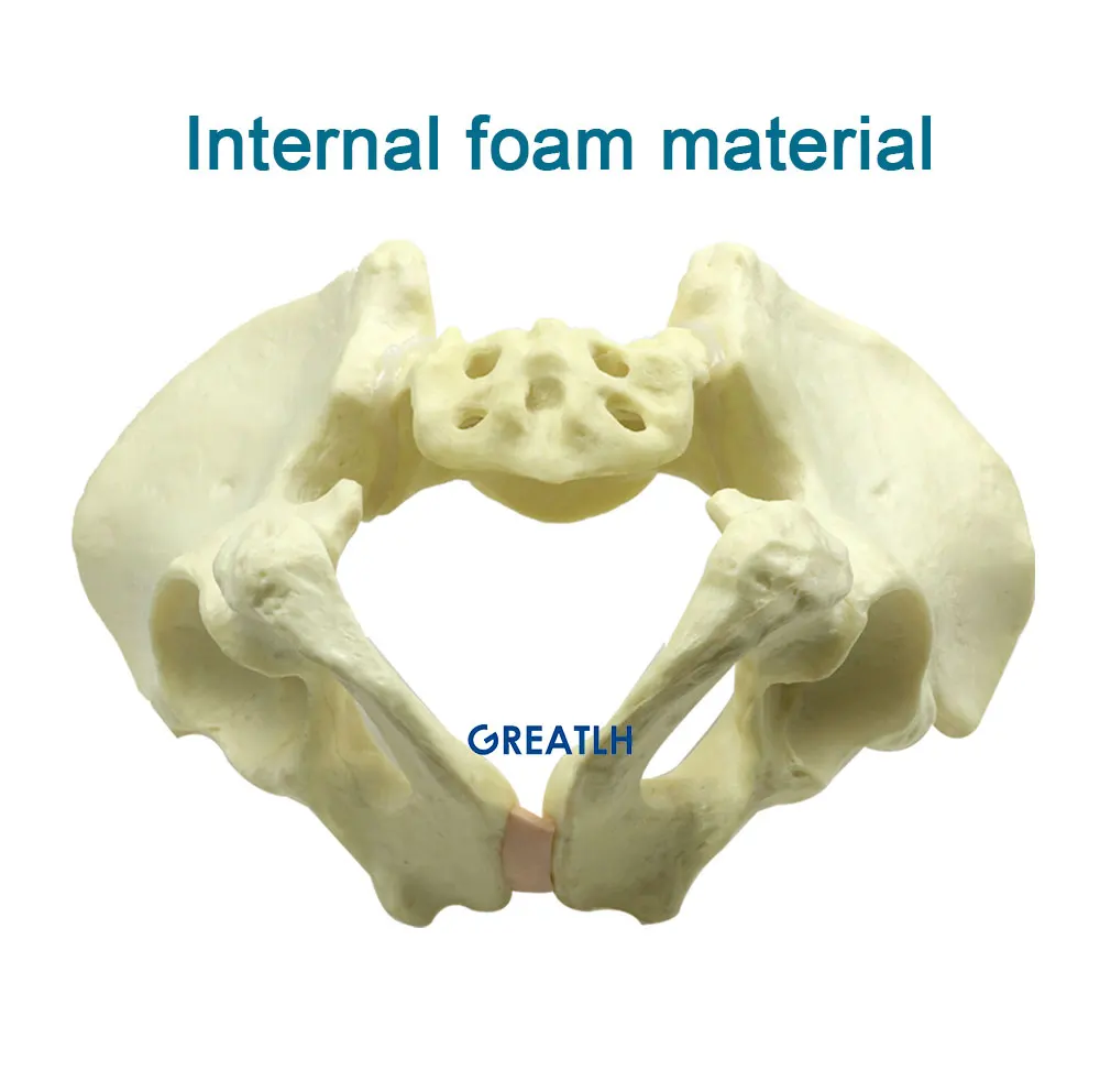 Axis Scientific Flexible Female Pelvis Anatomy Model With L4 And L5