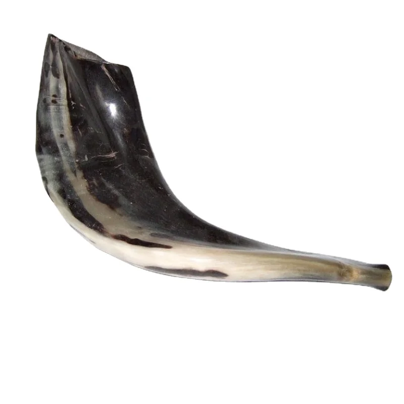 Shofar de cuerno de Ram de Israel, pulido fino de 12 ~ 14 pulgadas, uso ...