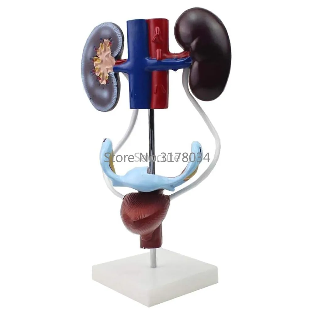 Genitourinary-System-Model-Human-Organ-Anatomical-Model-Urinary-Model ...
