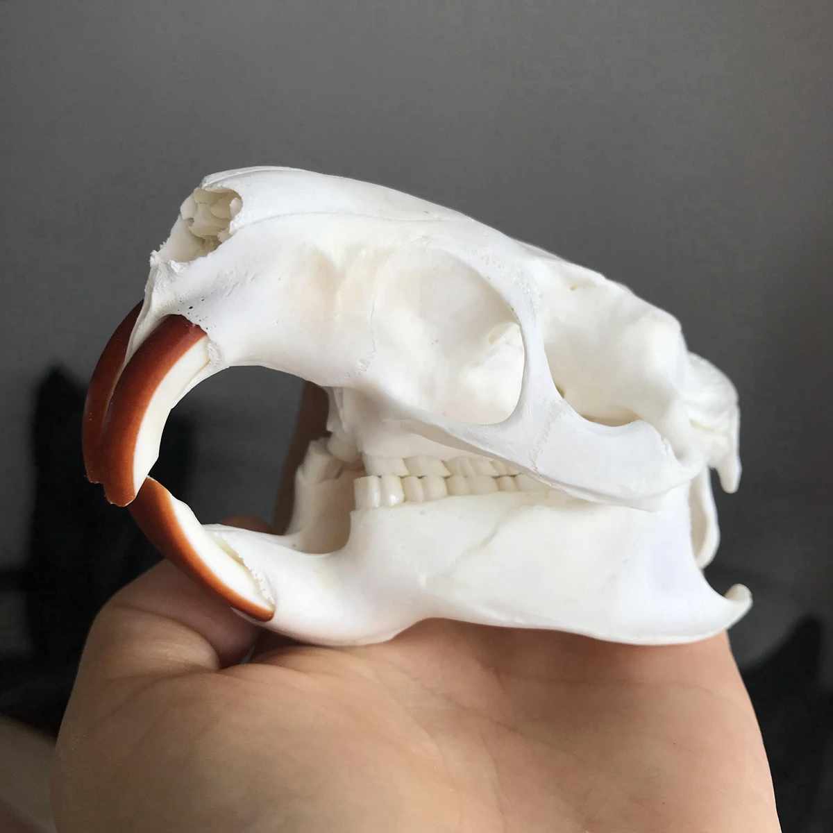 Myocastor Coypus Skull