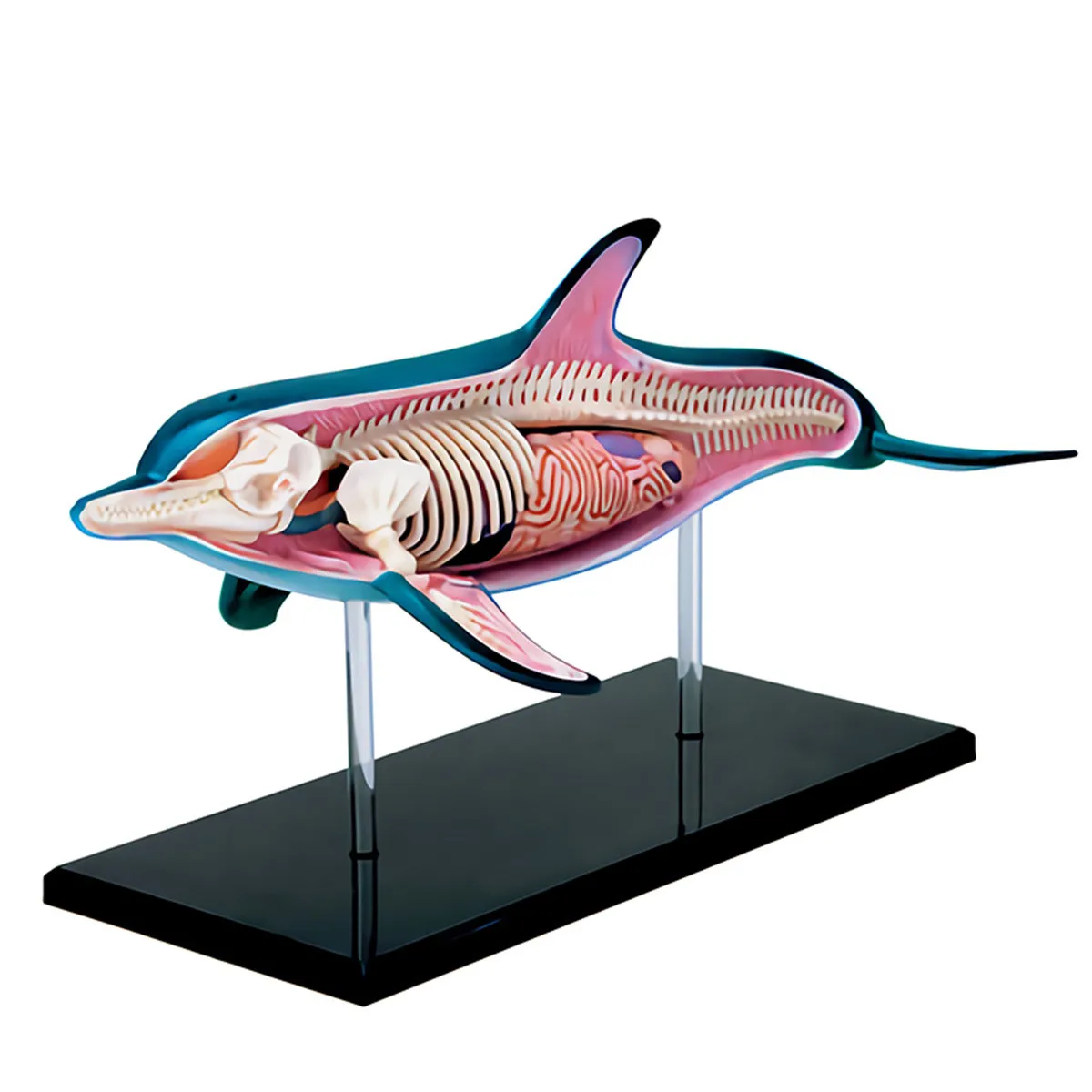 Whale Shark Skeleton