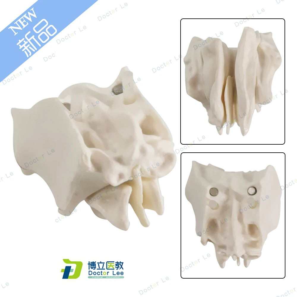 Human-skull-skeleton-model-scattered-bone-model-ethmoid-bone-model ...