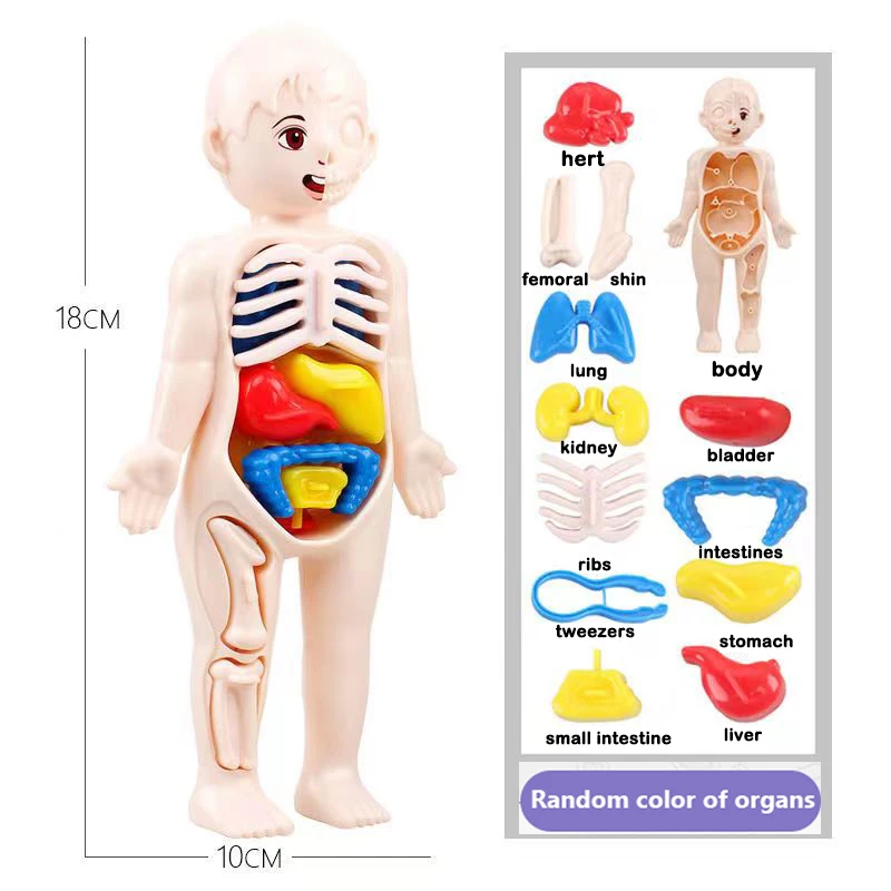 Human Body Diagram For Kids