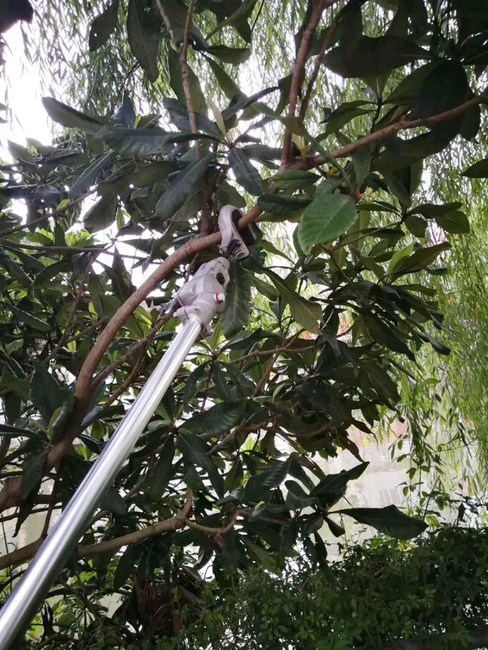 Light Seabuckthorn Gasoline Coffee Cacao Olive Shaker Picker Harvester ...