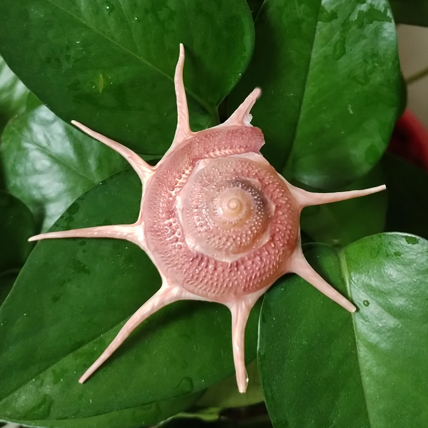 6-7CM Thorns Star Screw Shell, Pink Guildfordia Yoka Seashell Specimen ...