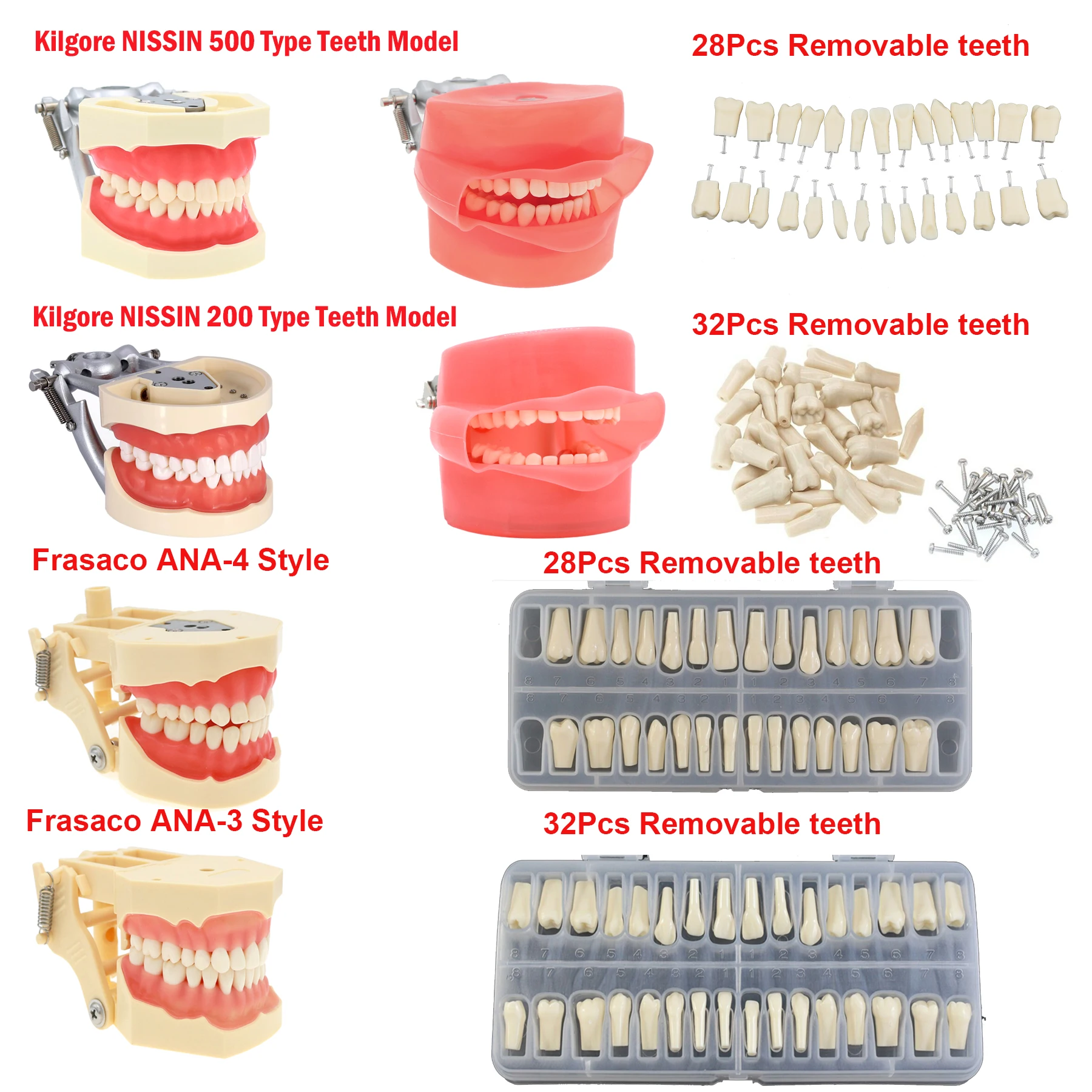 Dental-Typodont-Teeth-Model-With-Removable-Teeth-Fit-Kilgore-NISSIN-200 ...