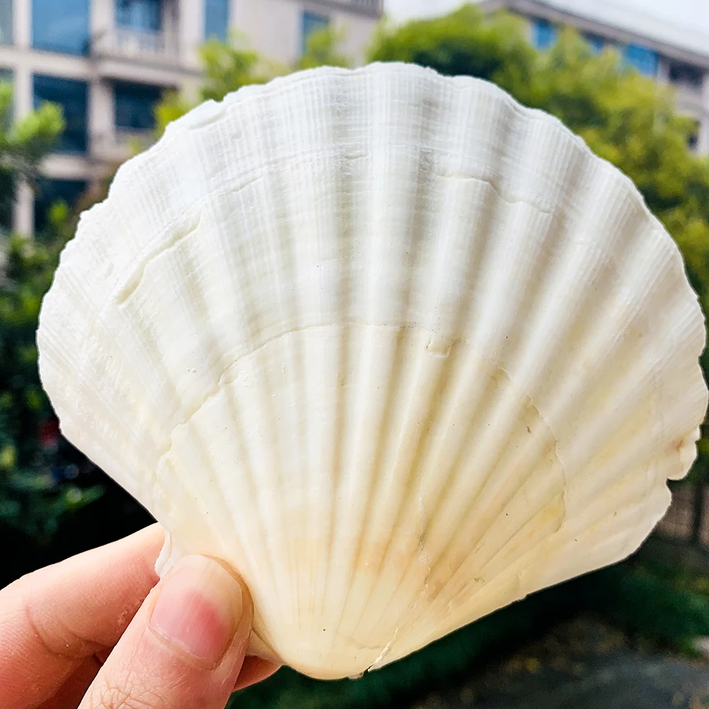 White Scallop Shell