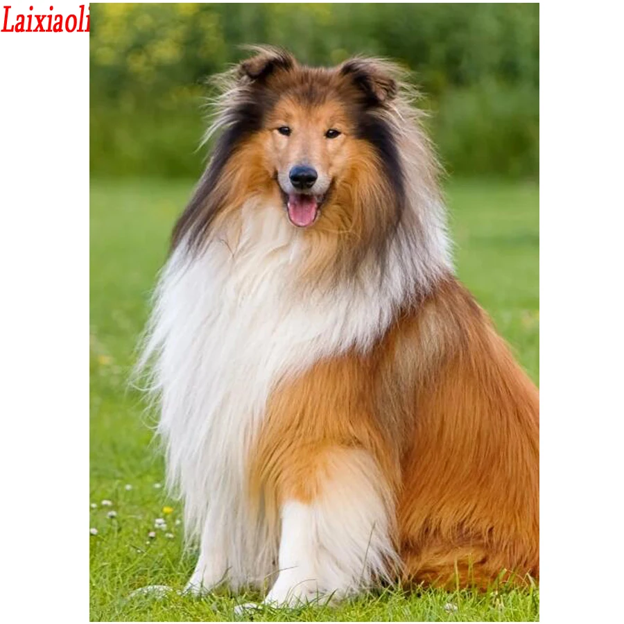 Diamond embroidery Mosaic Collie dog picture DIY Diamond Painting Cross ...