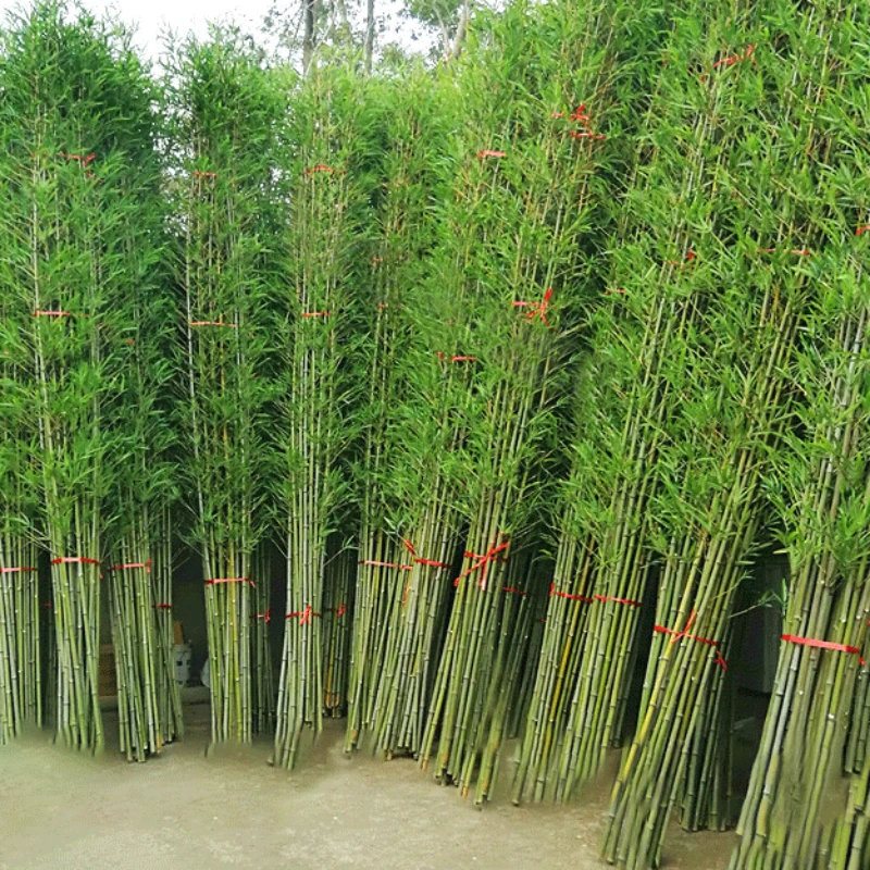 Planta-de-bambu-verde-artificial-Bambu-falso-Divis-ria-interior-e ...