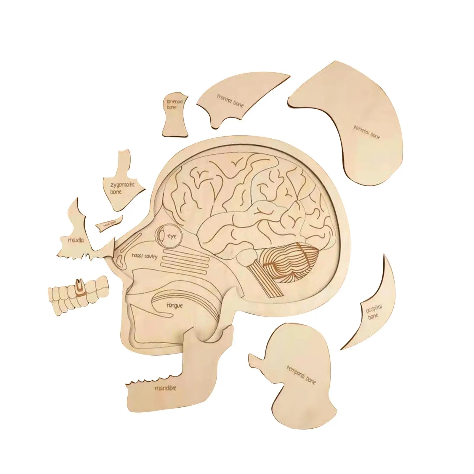Interactive Brain Model