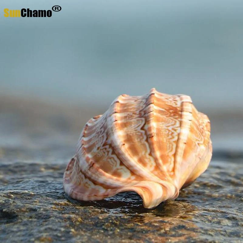 Piano De Caracol, Concha Natural, Concha De Mar Enrolado, Caranguejo ...