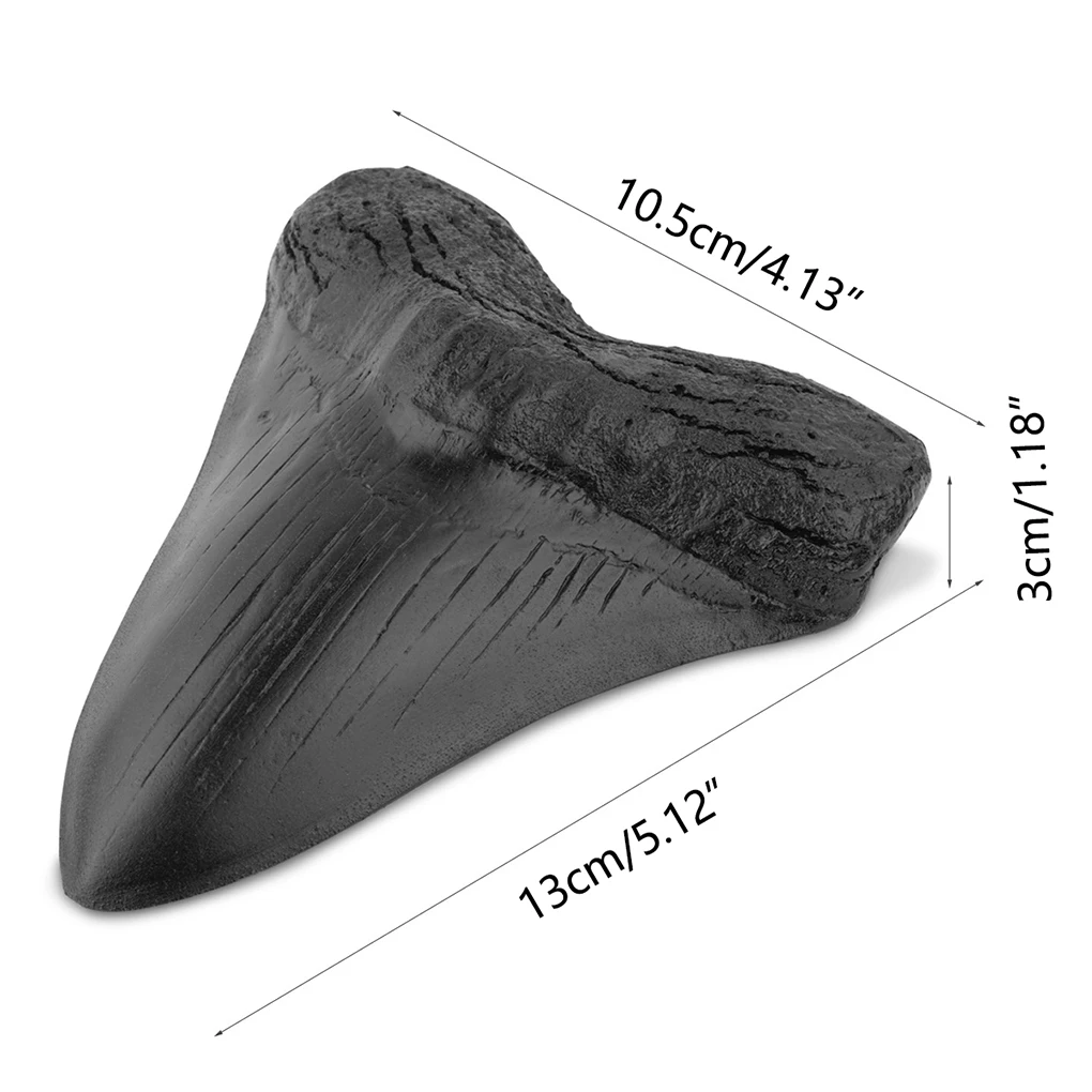 Megalodon Shark Tooth Replica