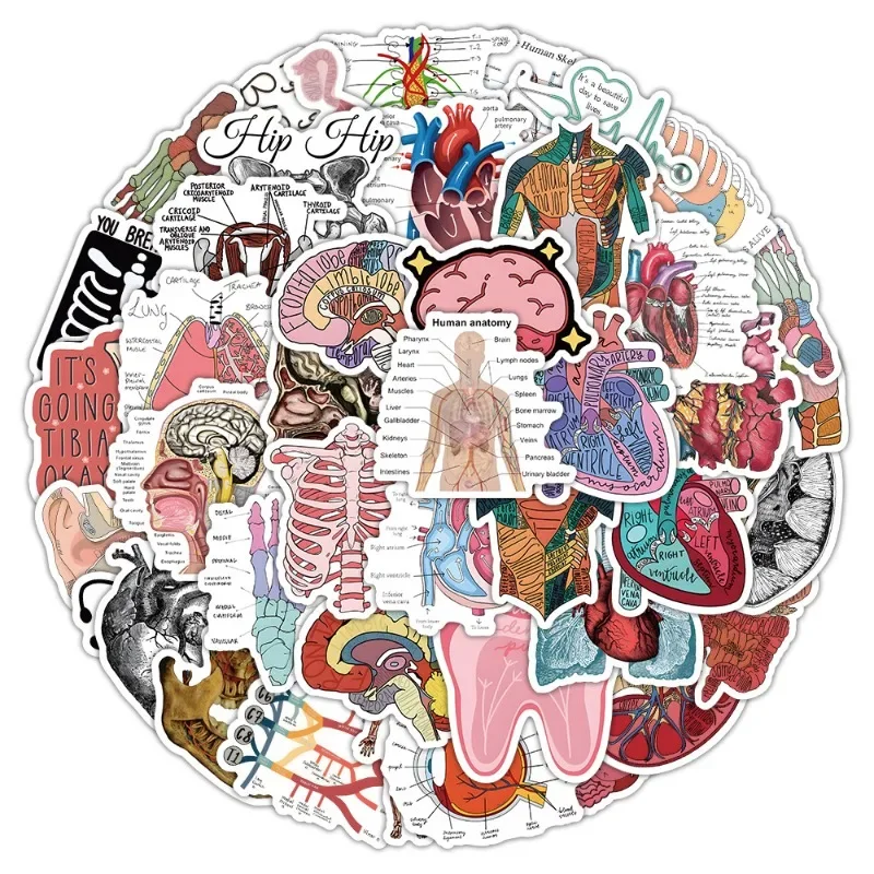 50piece Cartoon Human Organs Scrapbook Sticker for Kids Teeth Heart ...