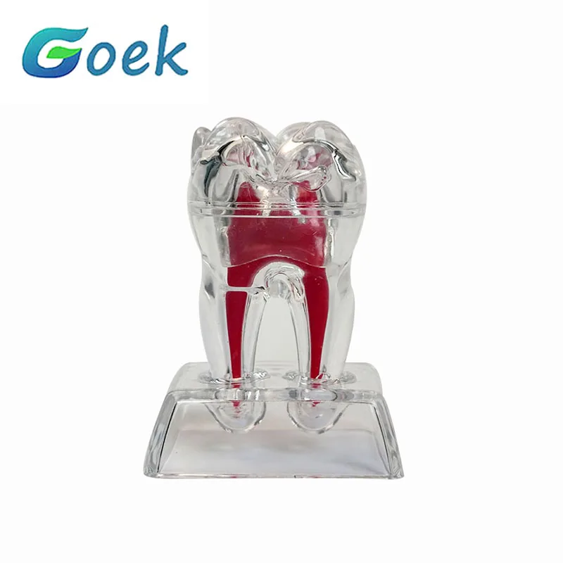 Dental-Anatomical-Model-Transparent-Detachable-Single-Tooth ...
