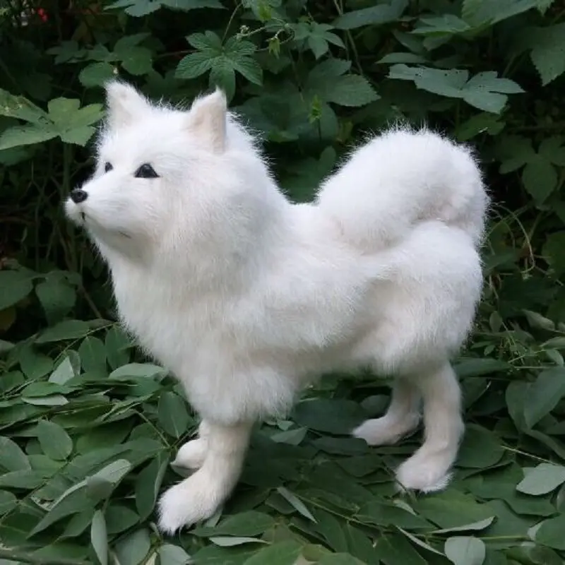 Miniature Samoyed Puppies