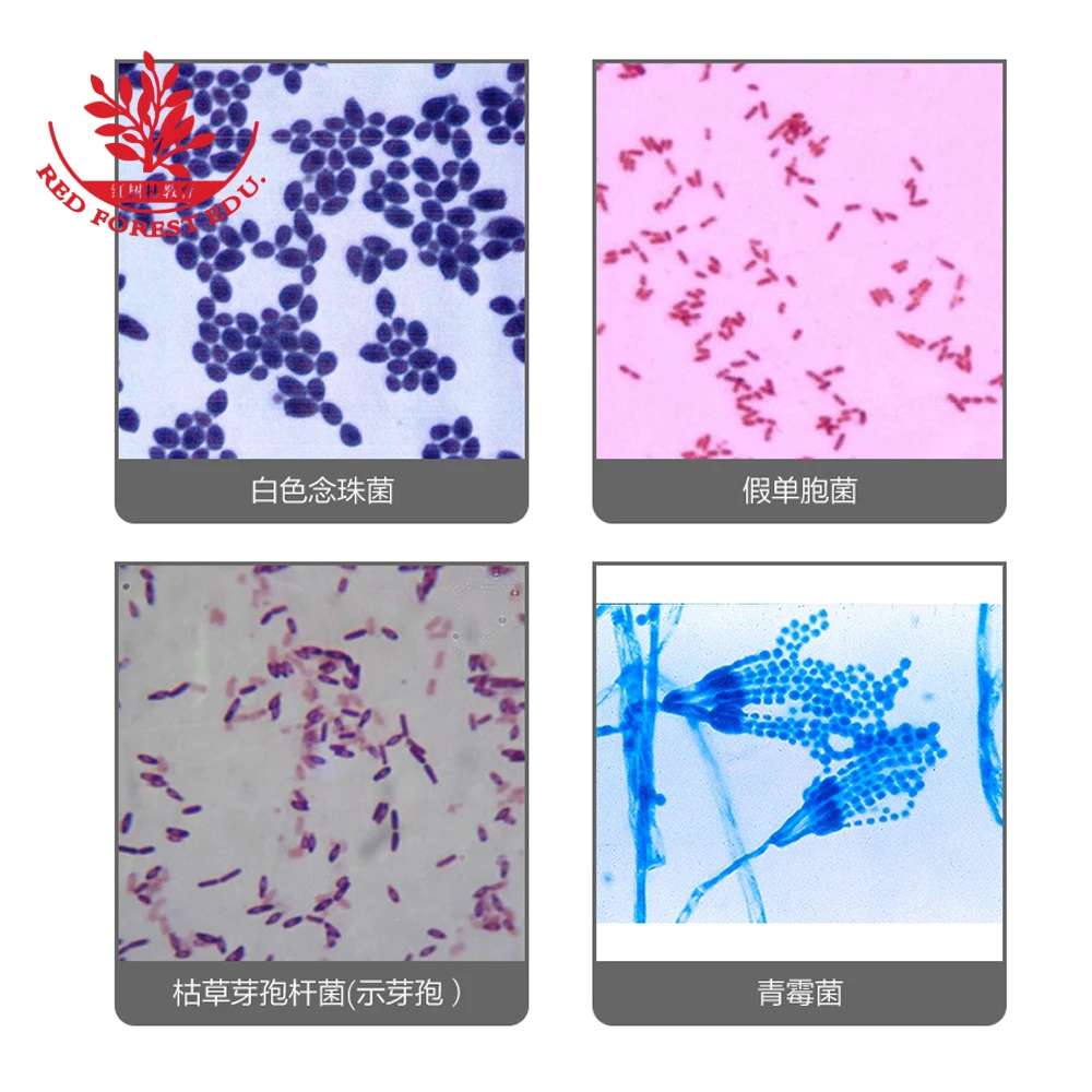 Lames-de-microscope-pr-par-es-par-les-bact-ries-microbes-de-50-sortes ...