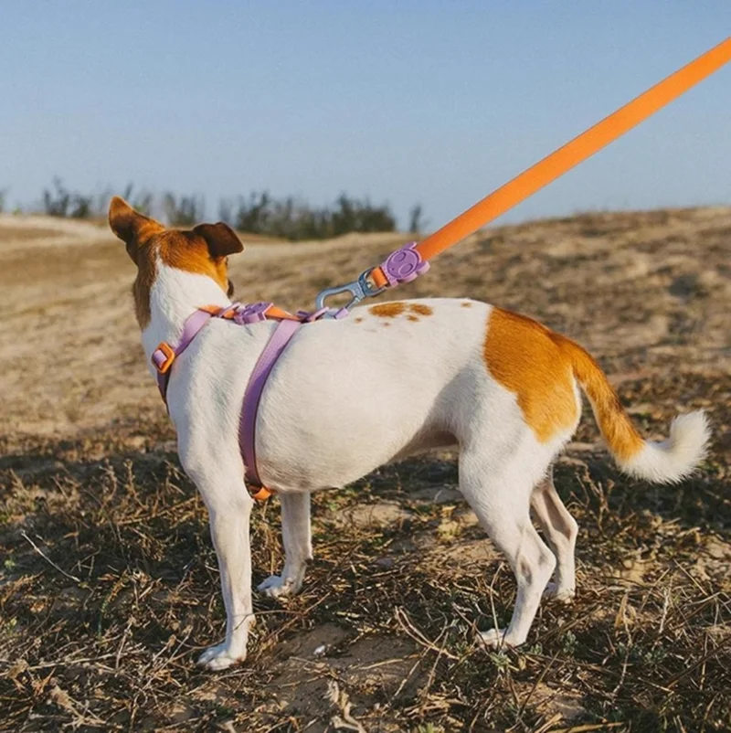 Jelly-Waterproof-Collar-Small-large-Dog-Collars-Pitbull-Corgi-French ...